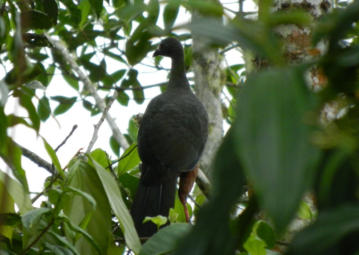 Wattled Guan - Aburria aburri - Media Search - Macaulay Library and eBird