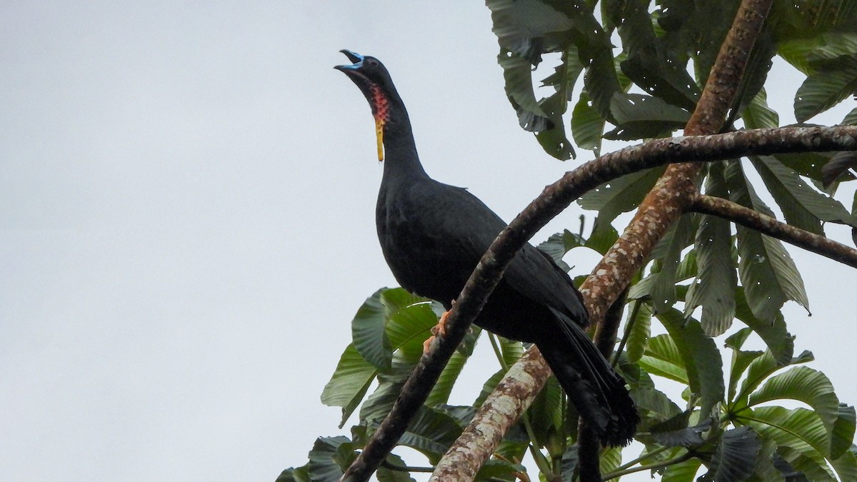 Wattled Guan - Aburria aburri - Media Search - Macaulay Library and eBird