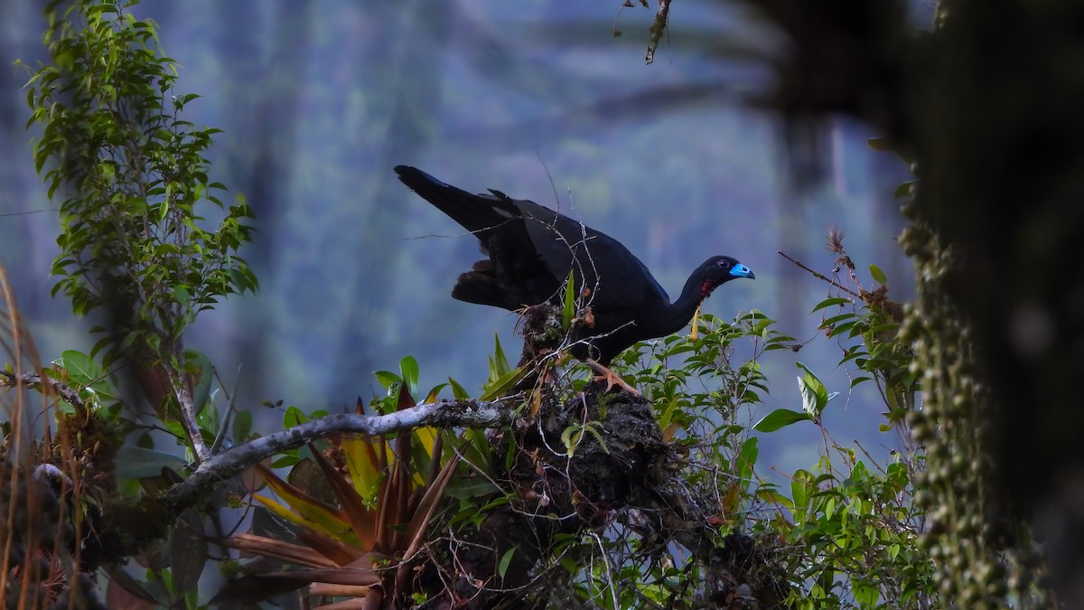 Wattled Guan - Aburria aburri - Media Search - Macaulay Library and eBird
