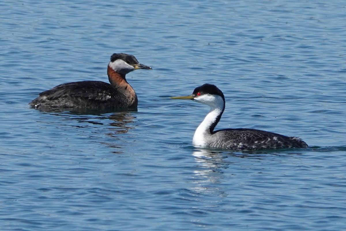 eBird Checklist - 2 May 2024 - Toronto--Colonel Samuel Smith Park - 50 ...