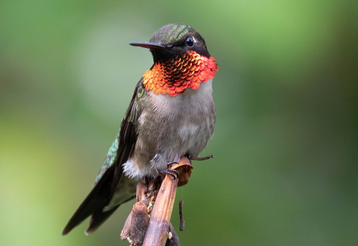 eBird Checklist - 2 May 2024 - Bird Surveillance Base Alpha - 27 species