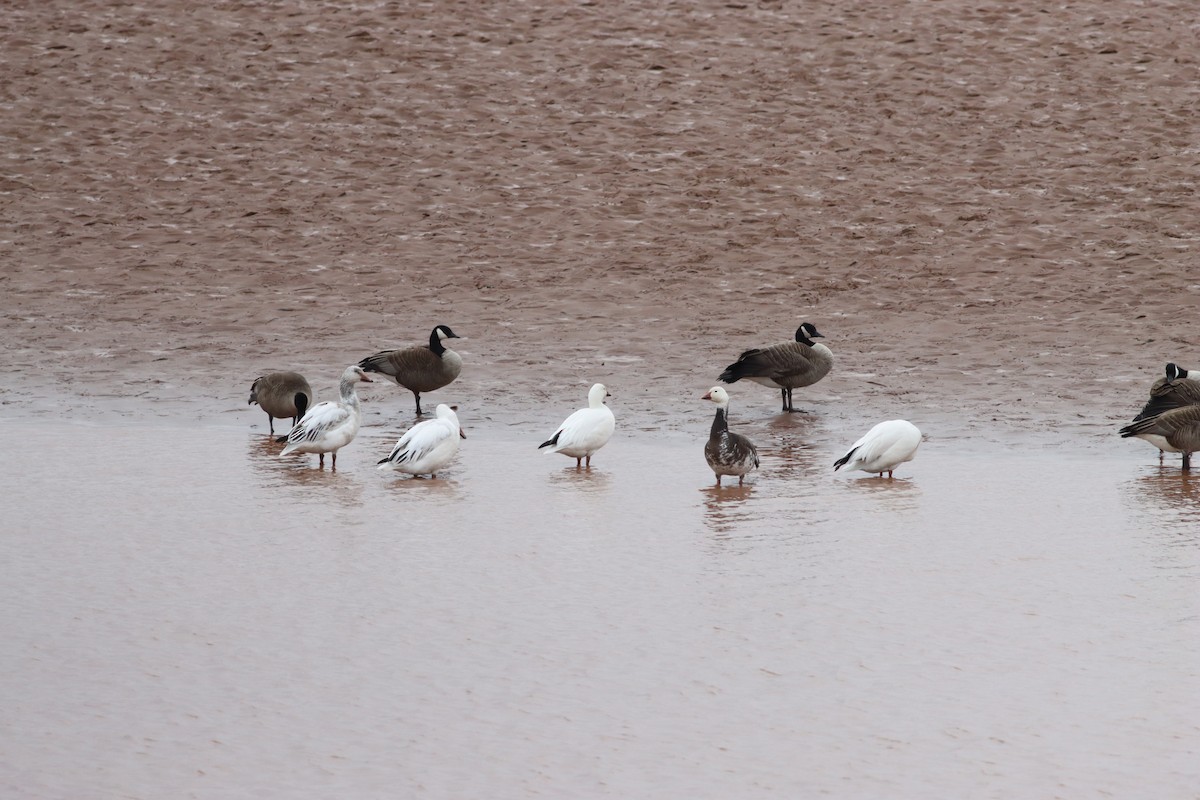 eBird Checklist - 2 May 2024 - Tidal Bore Road - 18 species