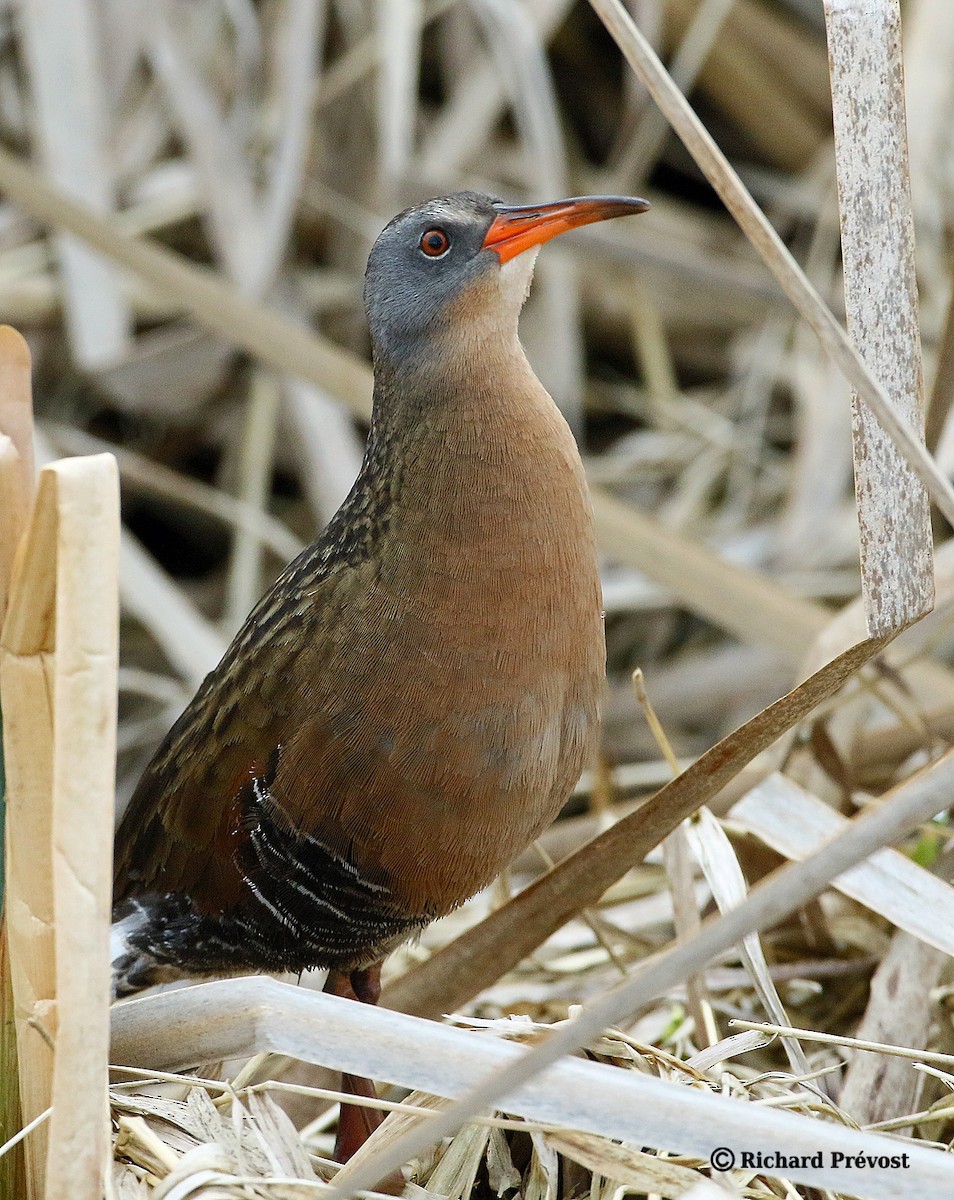 ML618346161 - Virginia Rail - Macaulay Library