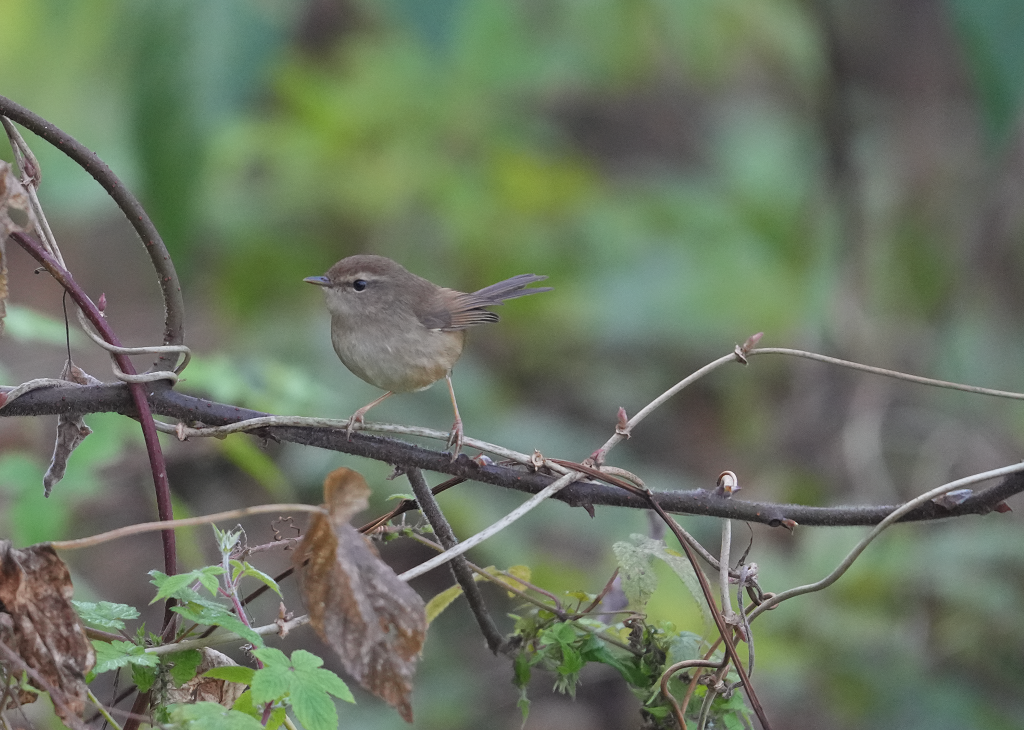 eBird Checklist - 4 Mar 2023 - 鸿恩寺森林公园 (Hong'ensi Forest Park) - 24 species