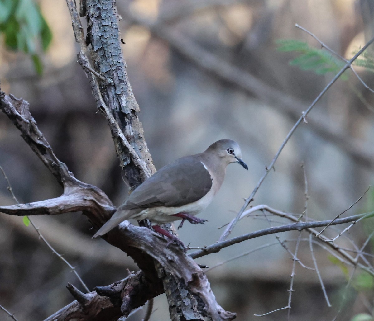 eBird Checklist - 30 Apr 2024 - Mt Hartman NP--Grenada Dove Trail - 14 ...