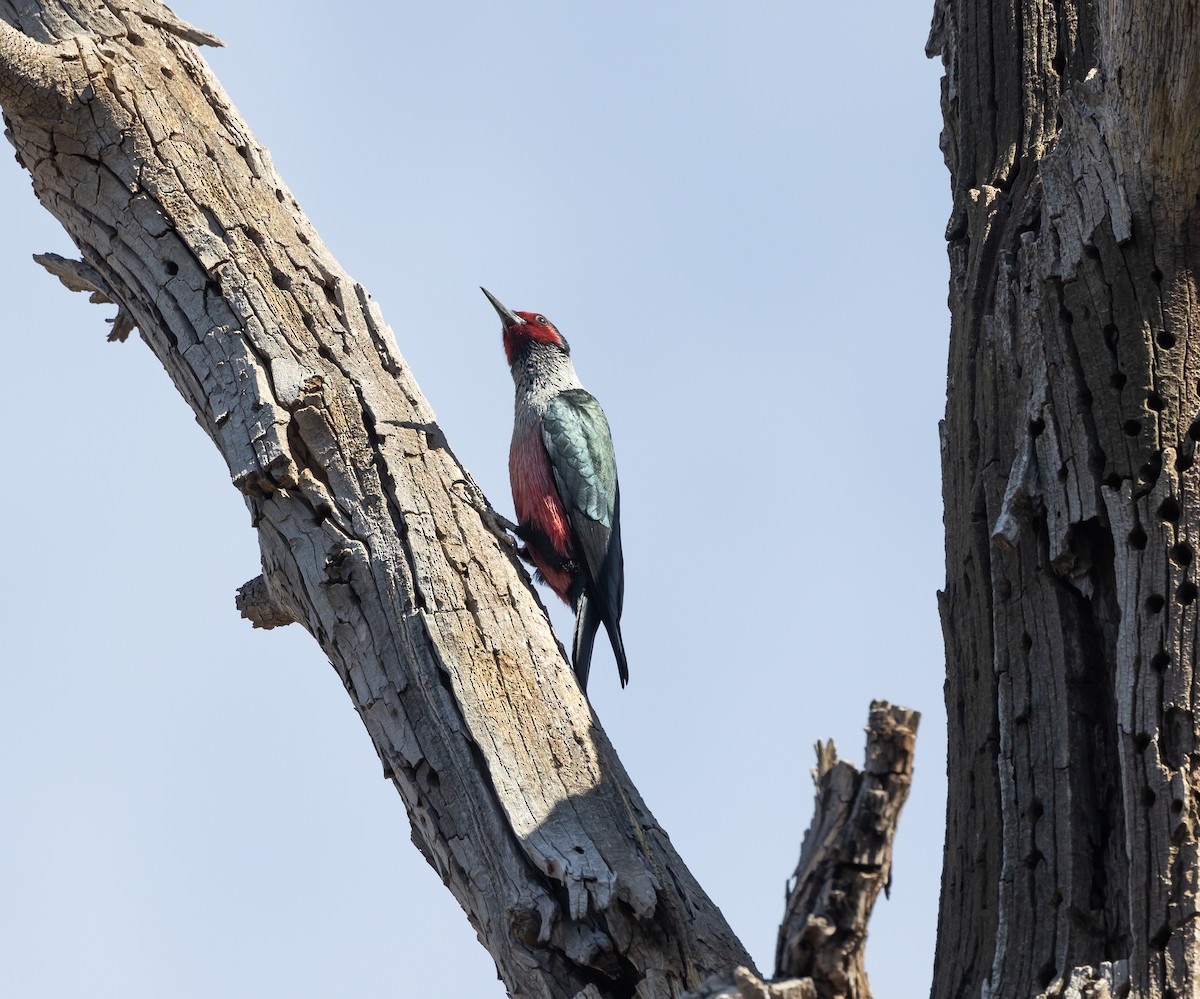 eBird Checklist - 28 Apr 2024 - Rio de Flag--Picture Canyon - 38 species