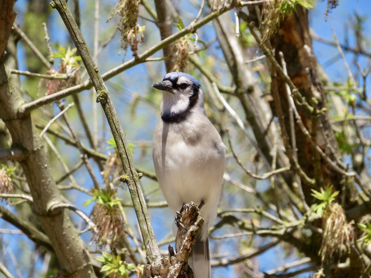 Buscar multimedia Macaulay Library y eBird