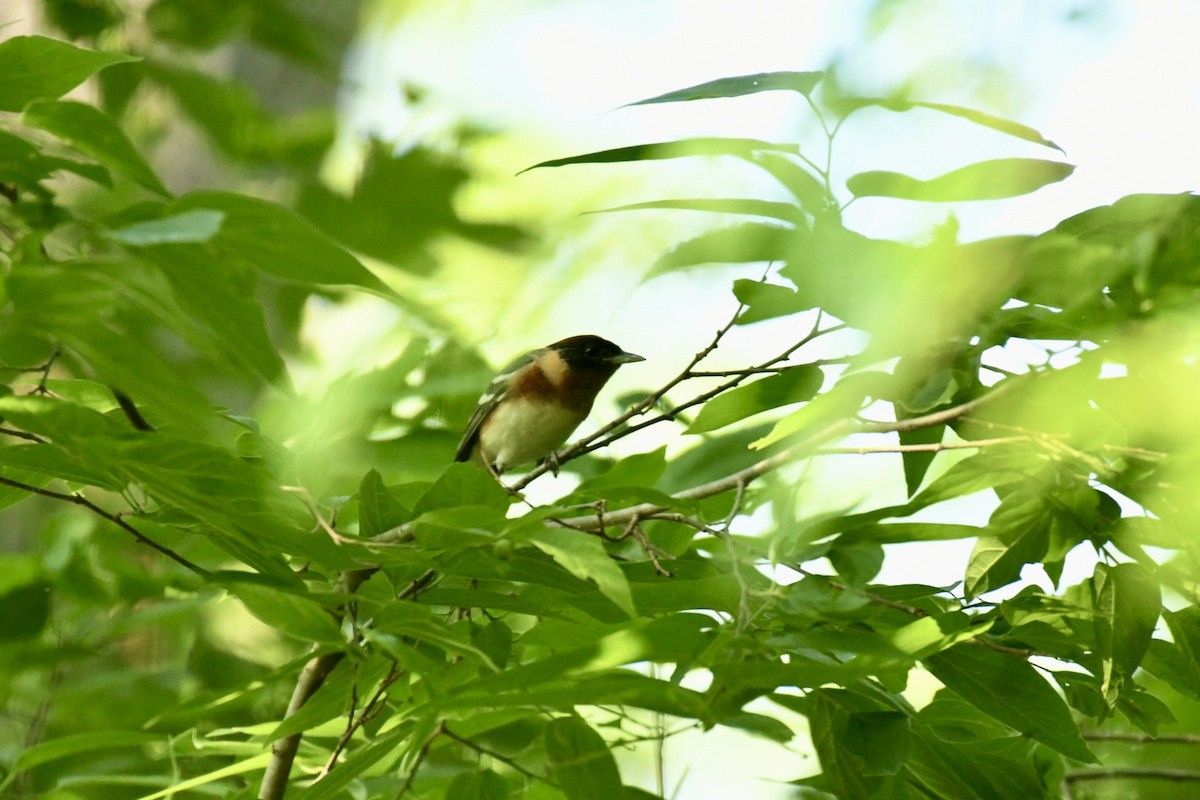 Buscar multimedia Macaulay Library y eBird