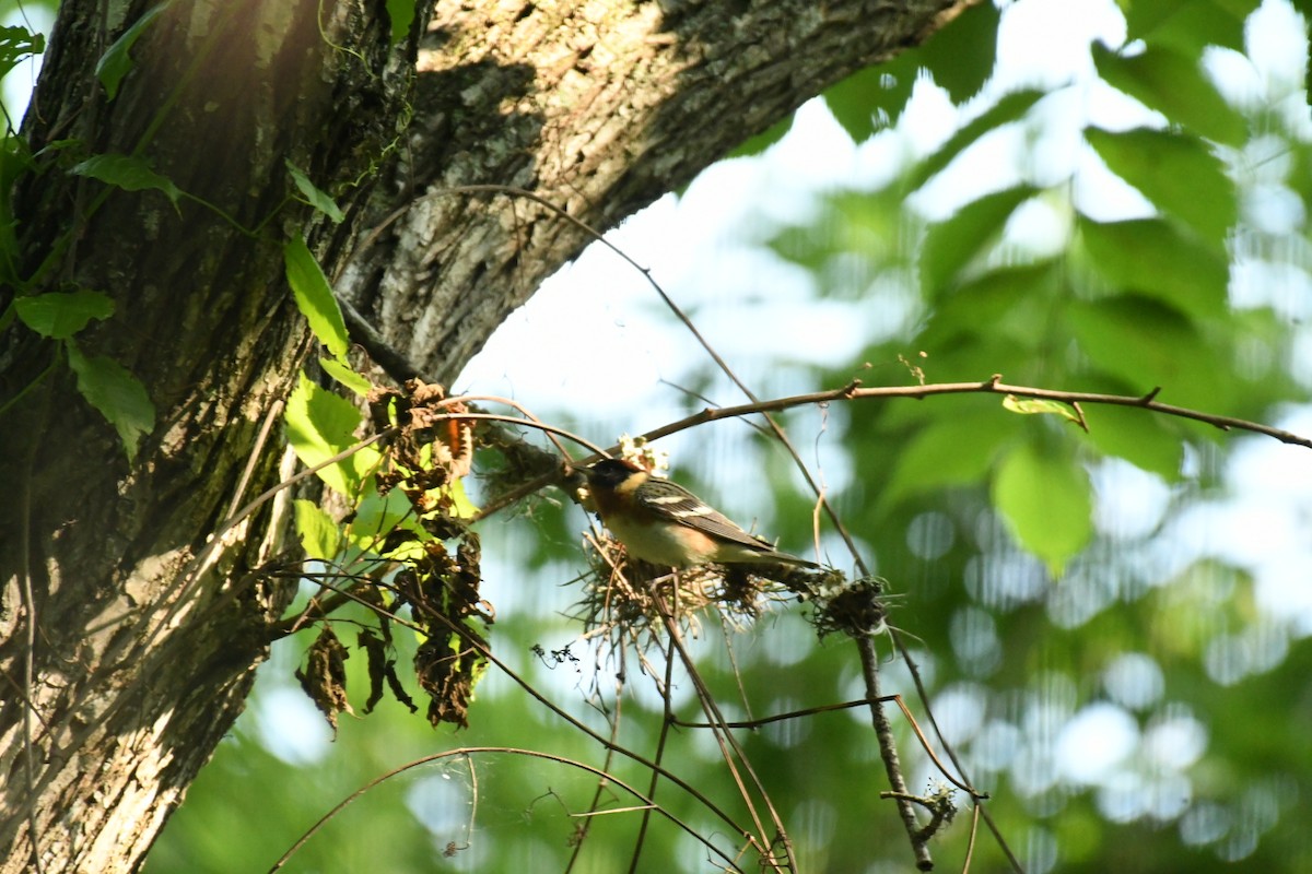 Buscar multimedia Macaulay Library y eBird