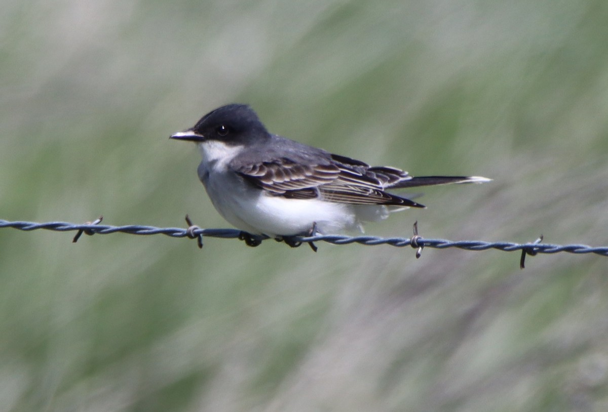 eBird Checklist - 2 May 2024 - hwy 50 - 1 species