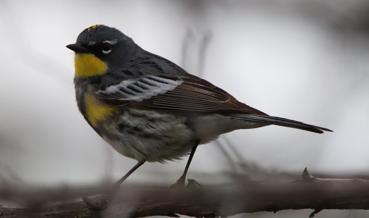 eBird Checklist - 1 May 2024 - Near Cook Imp - 1 species