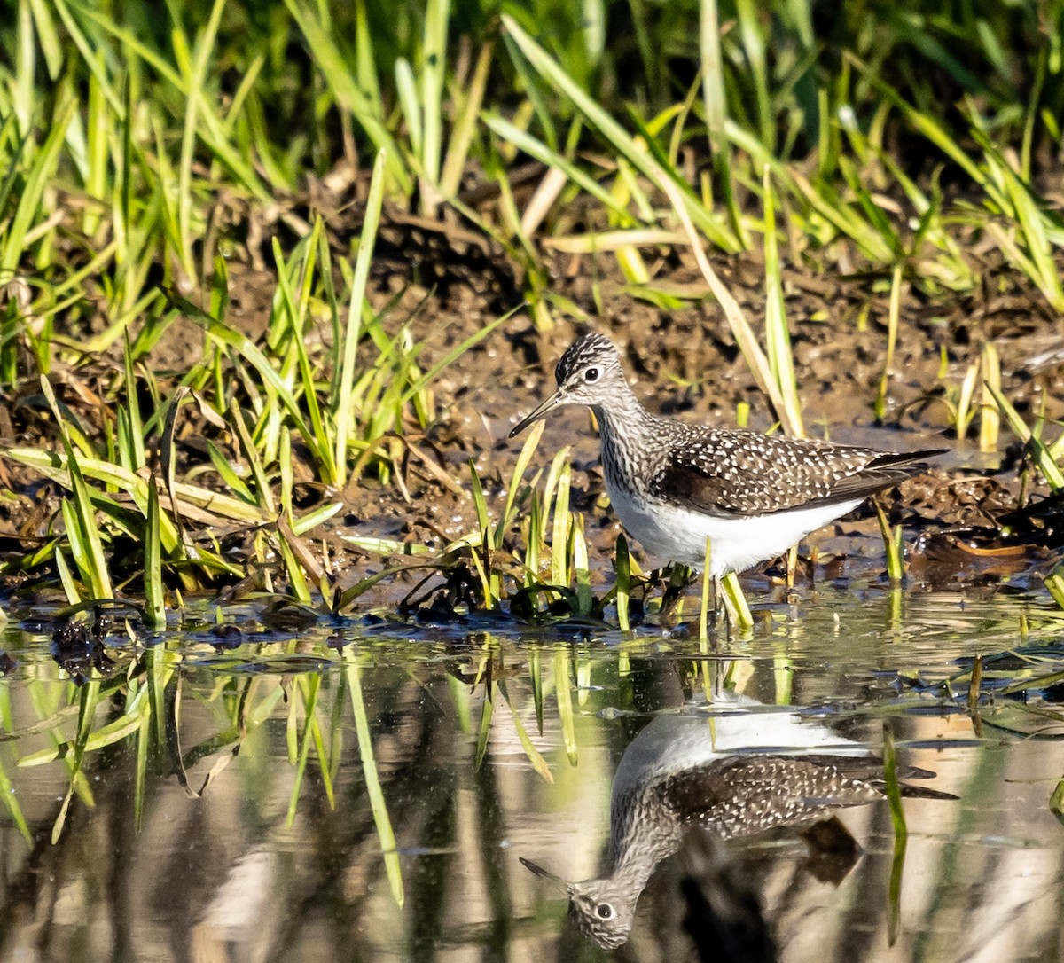 Pennsylvania Bird Atlas Checklist - 2 May 2024 - Park Drive, Blacklegs Creek Clarksburg, PA - 27 ...