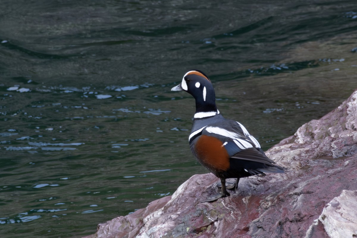 eBird Checklist - 2 May 2024 - Glacier NP--Red Rock Point - 22 species ...
