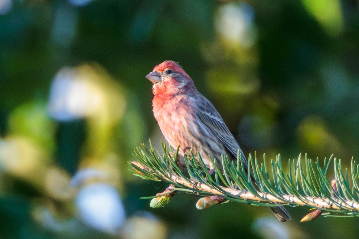 eBird Checklist - 2 May 2024 - Kent Ponds (GRNRA) - 12 species