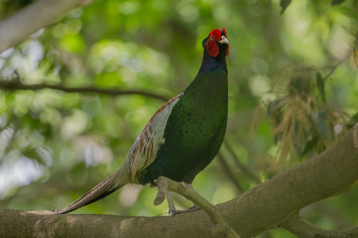 ML618358128 - Green Pheasant - Macaulay Library