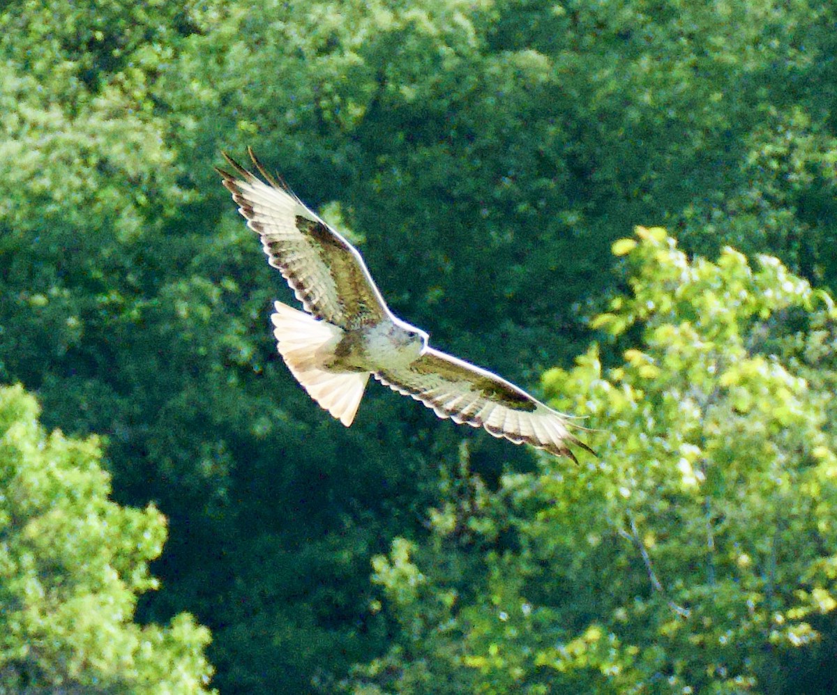 eBird Checklist - 2 May 2024 - Chimyon (umumiy maydon) (Chimgan ...