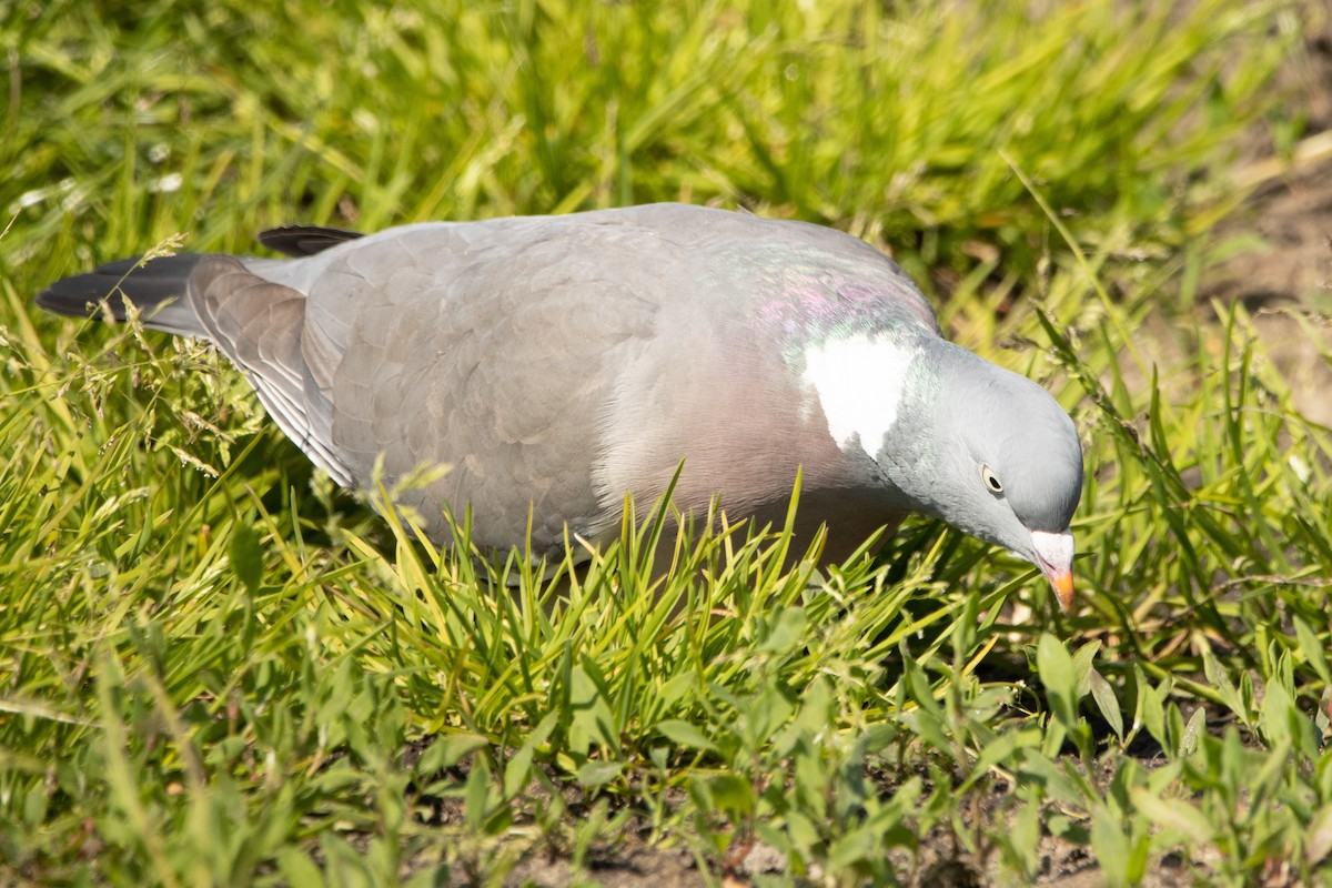 Media Search - Macaulay Library and eBird
