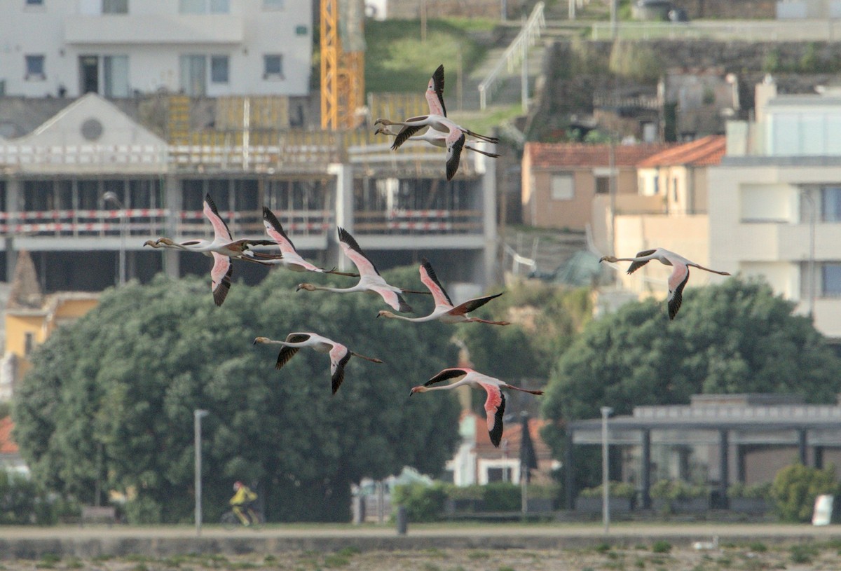 eBird Checklist - 2 May 2024 - RNL Estuário do Douro--área geral - 21 ...