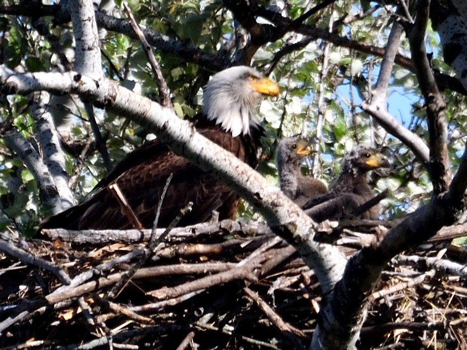 eBird Checklist - 1 May 2024 - Bald Eagle Nest in Orland Park, IL - 2 species