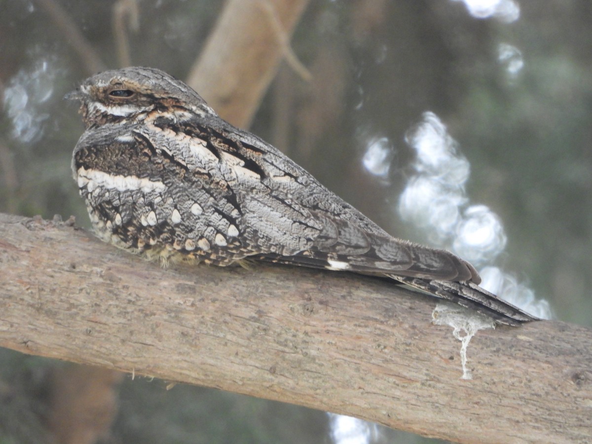 Israel Breeding Bird Atlas Checklist - 2 May 2024 - Jerusalem Bird ...