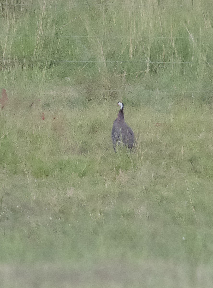 eBird Checklist - 3 May 2024 - Bulga Recreation Reserve - 17 species