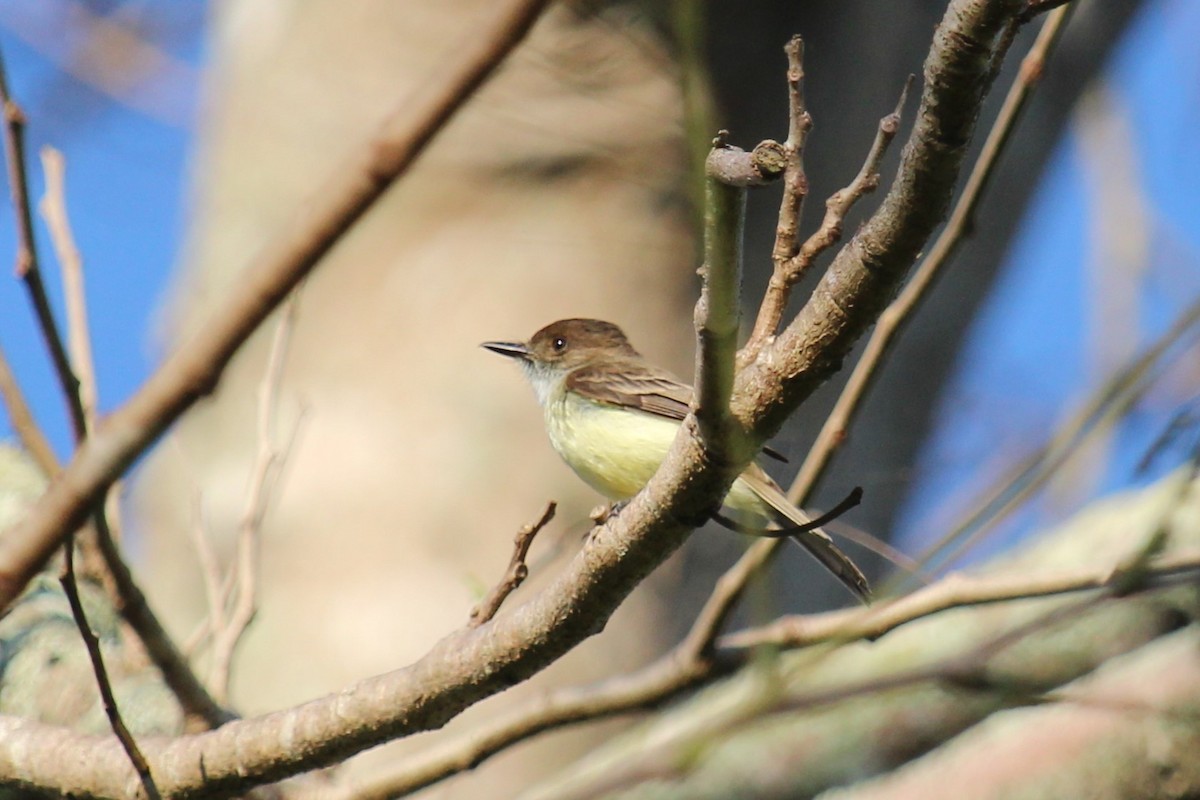 Media Search - Macaulay Library and eBird