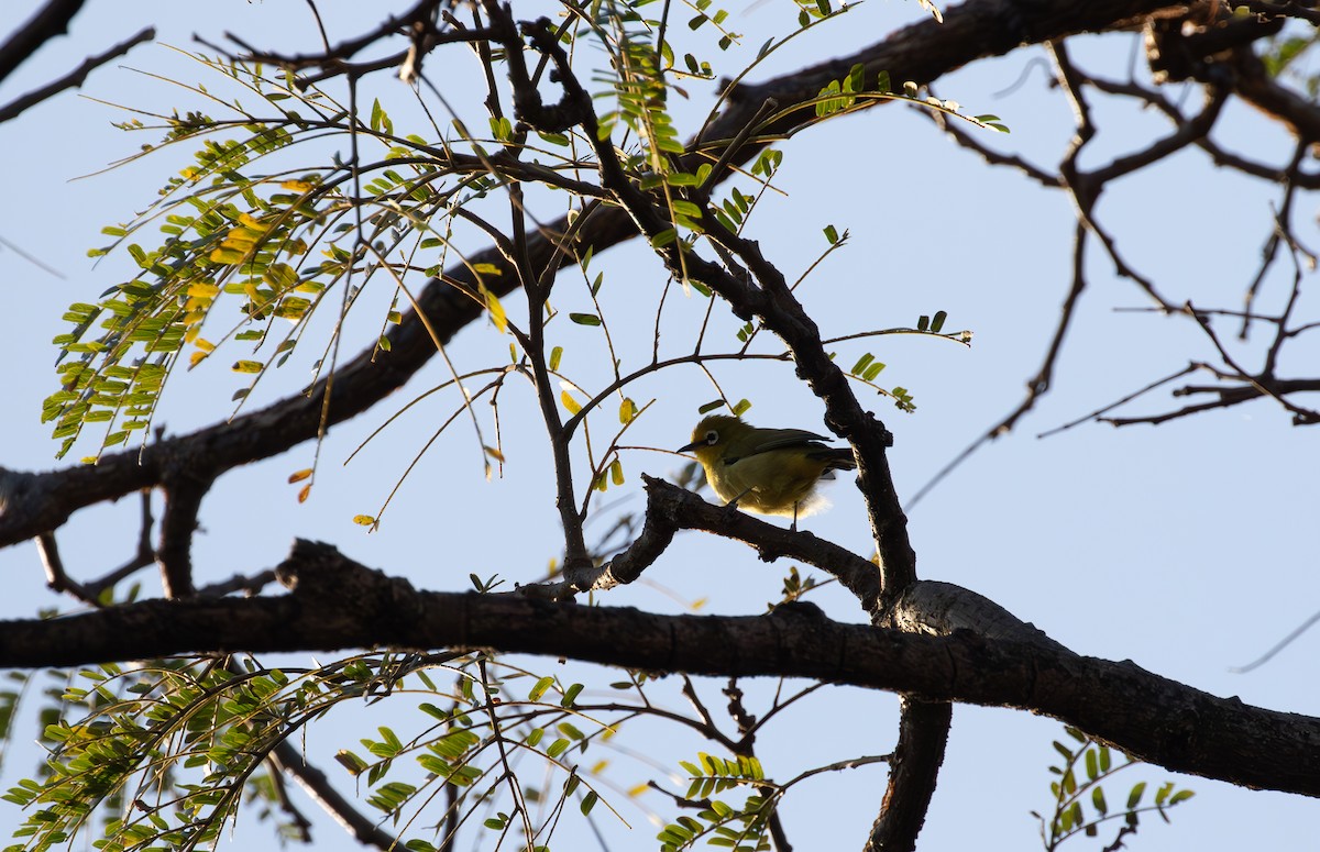 Heuglin's White-eye (Kaffa) - eBird