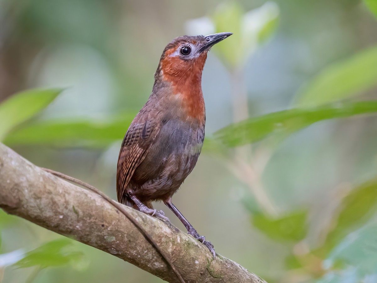 Song Wren - Cyphorhinus phaeocephalus - Birds of the World