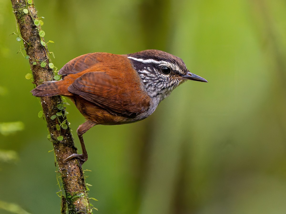 Gray-breasted Wood-Wren - Henicorhina leucophrys - Birds of the World