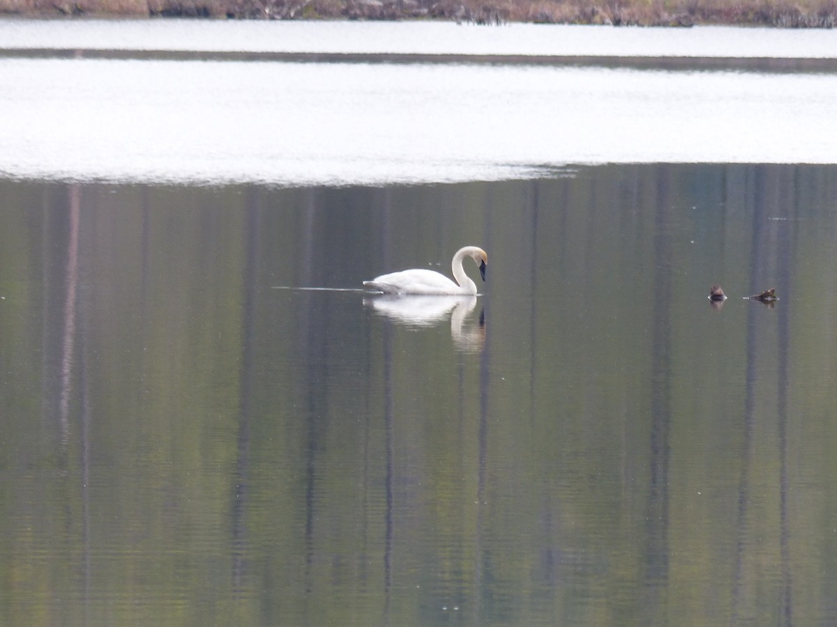 eBird Checklist - 28 Apr 2024 - Tully Pond - 1 species