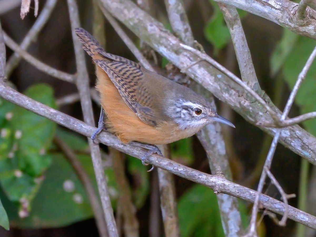 Fawn-breasted Wren - Cantorchilus guarayanus - Birds of the World