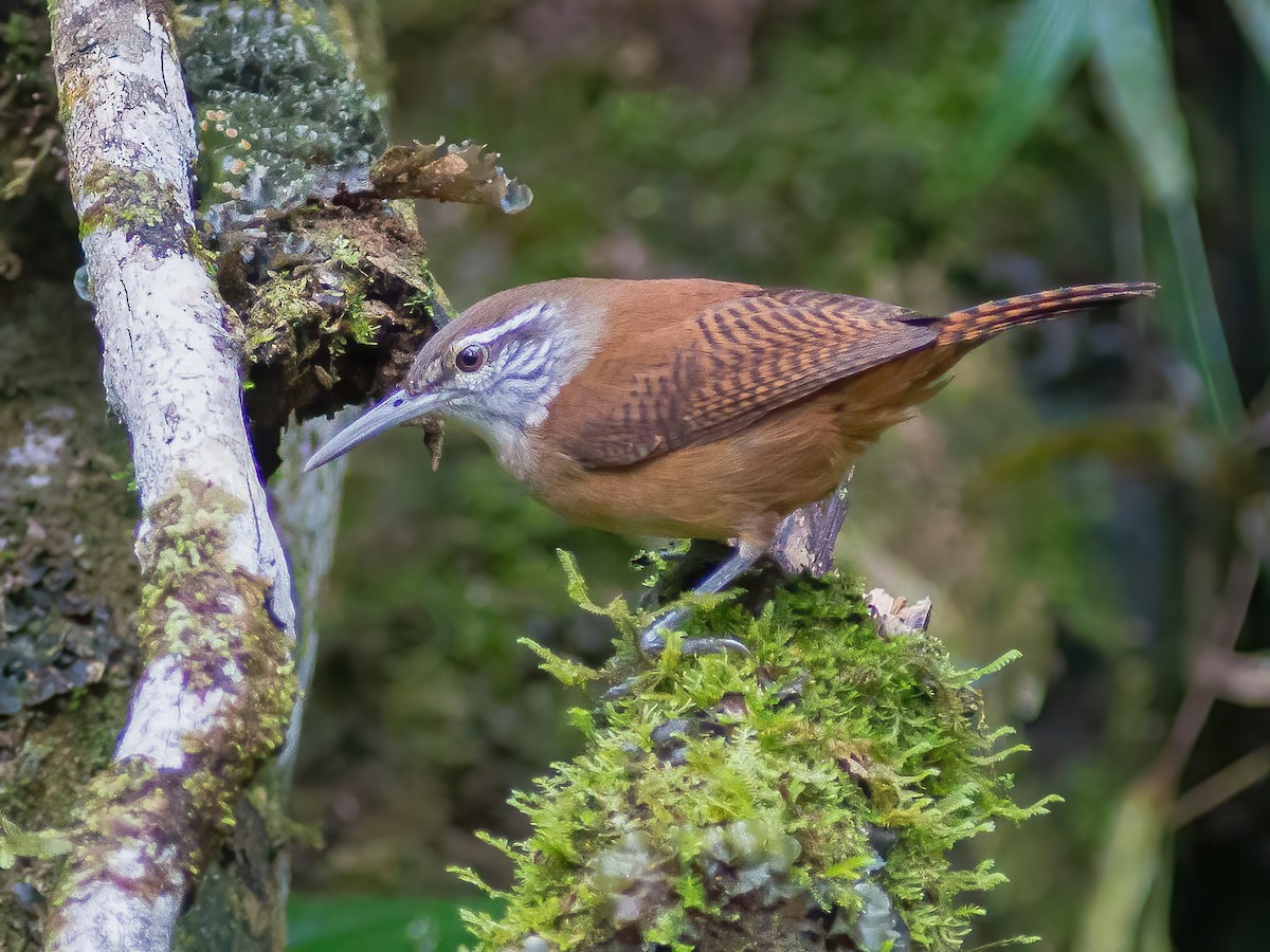 Long-billed Wren - Cantorchilus longirostris - Birds of the World