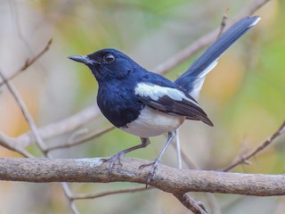 Madagascar Magpie-Robin - Copsychus albospecularis - Birds of the World