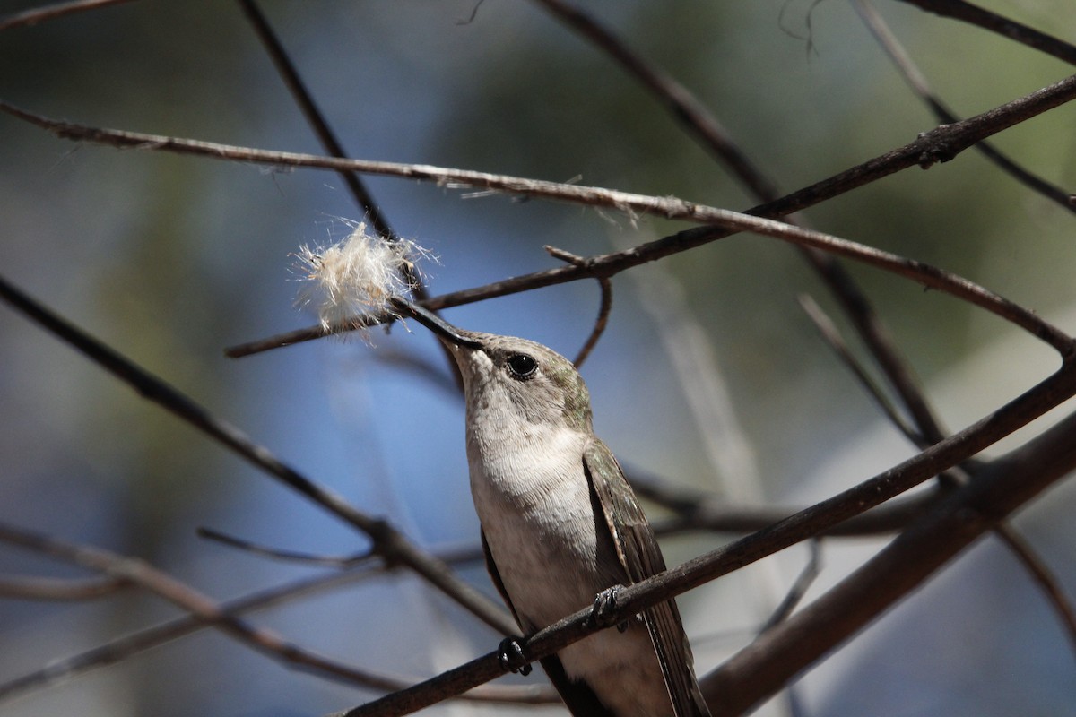 eBird Checklist - 3 May 2024 - Red Rock SP - 43 species