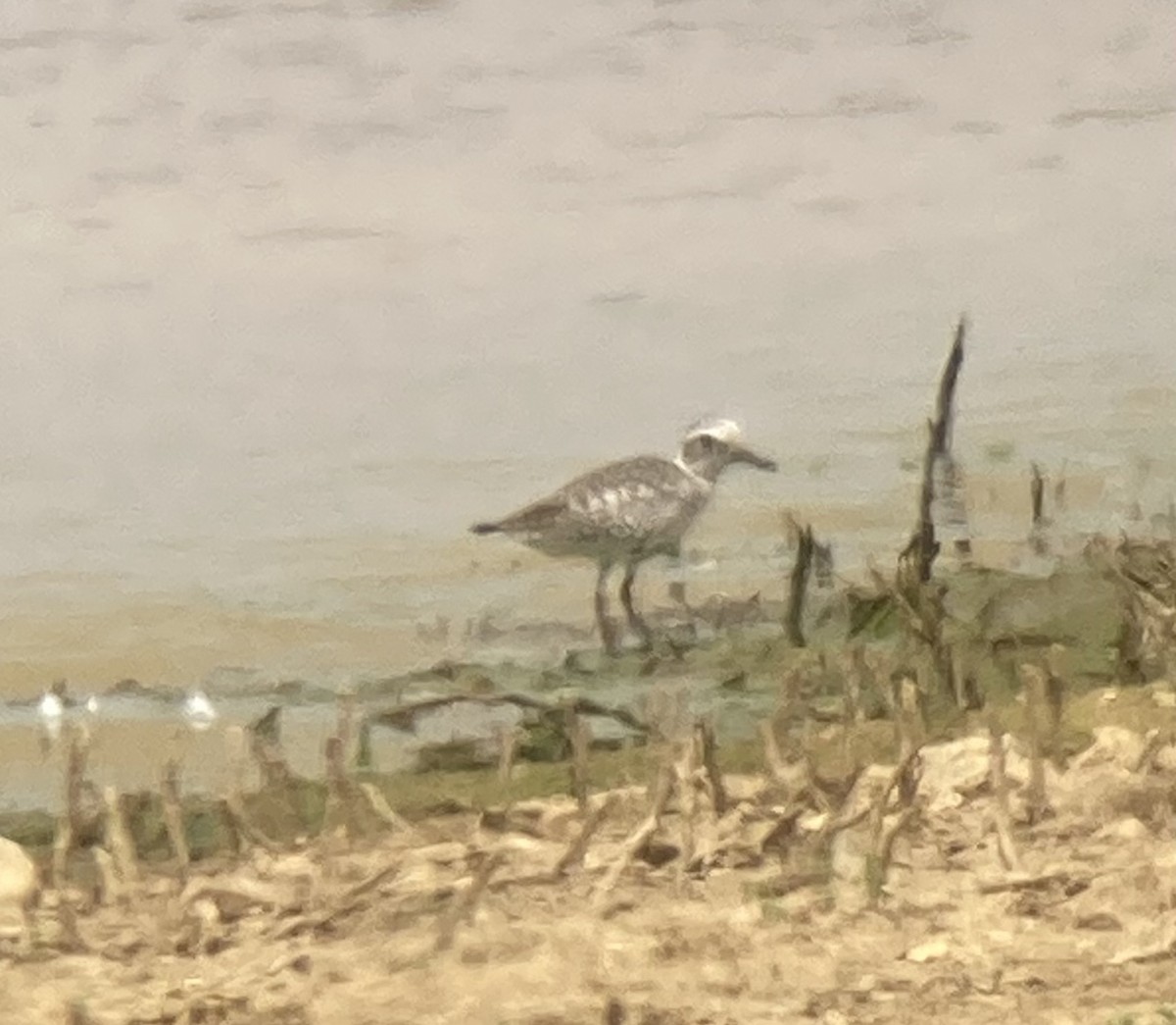 Pennsylvania Bird Atlas Checklist - 3 May 2024 - Christian Springs Rd seasonal flooded field ...