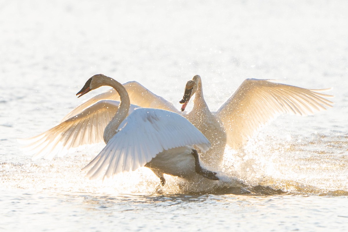 eBird Checklist - 5 Mar 2024 - Minnesota Valley NWR--Bass Ponds - 18 ...