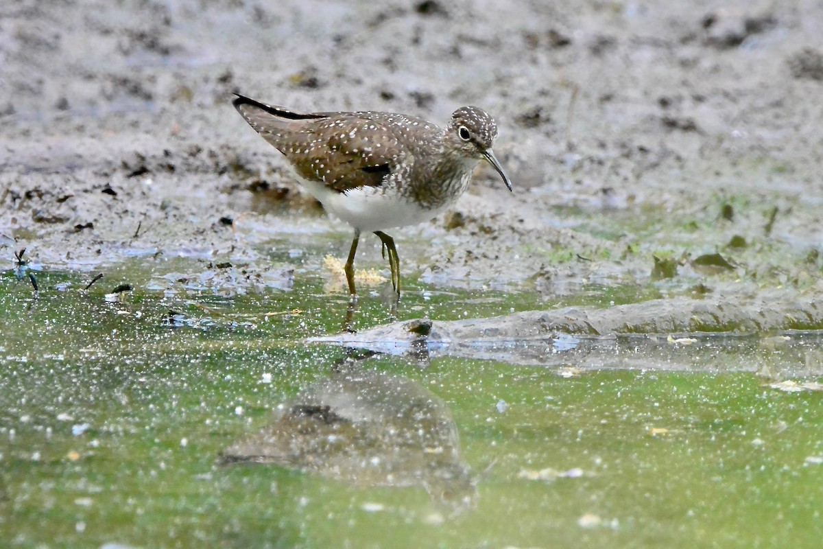 eBird Checklist - 3 May 2024 - Ashby Pond Conservancy Site - 36 species
