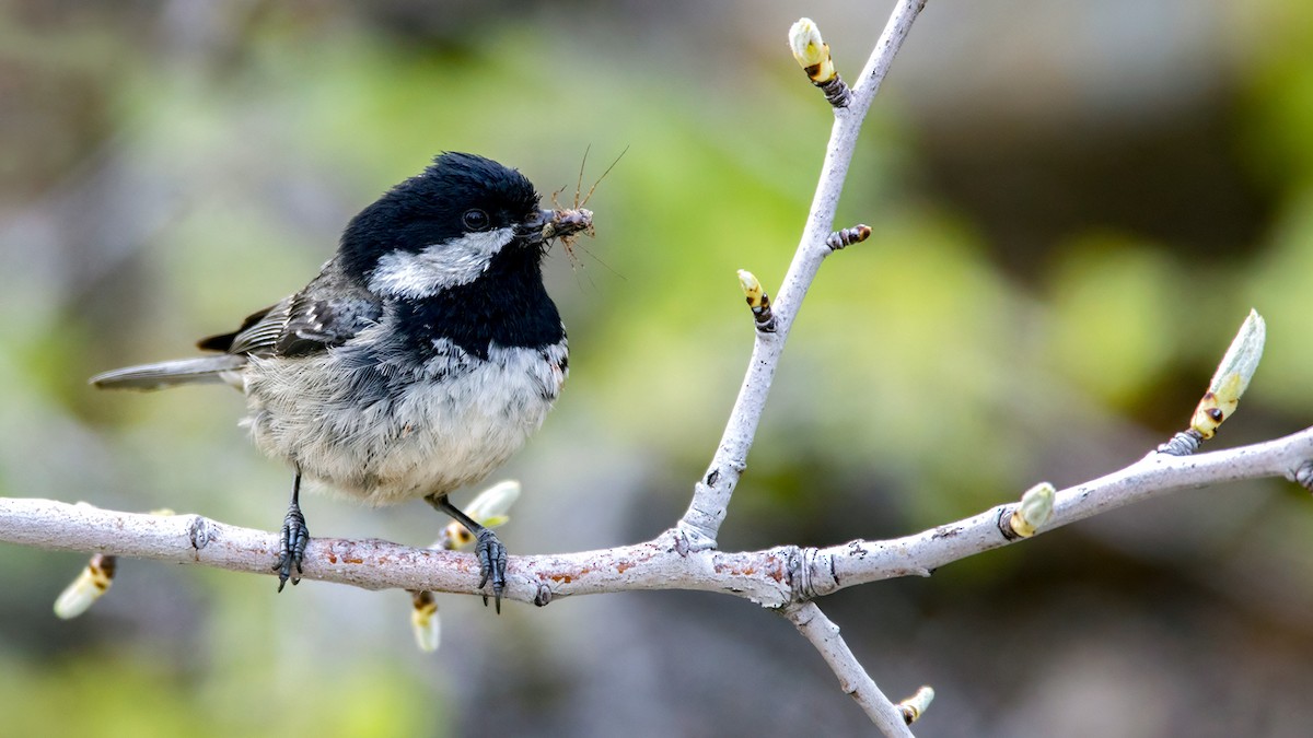 Coal Tit (Cyprus) - eBird