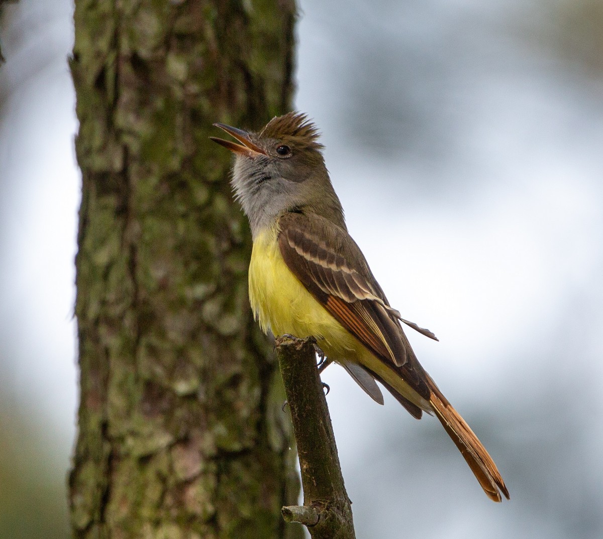 eBird Checklist - 30 Apr 2024 - Hog Island WMA - 60 species (+2 other taxa)
