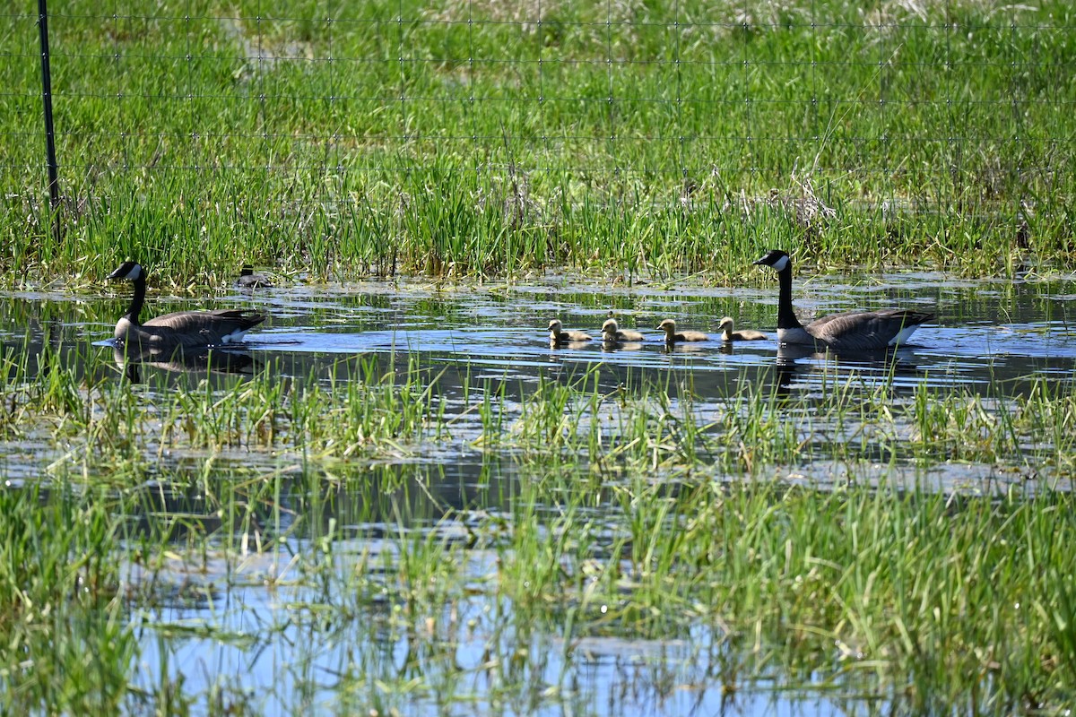 eBird Checklist - 3 May 2024 - Saltese Flats - 28 species