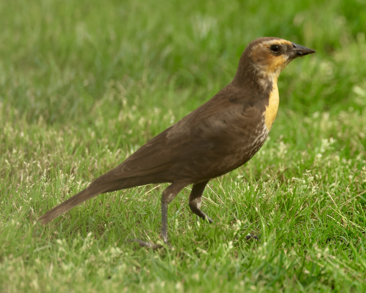 eBird Checklist - 3 May 2024 - El Franco Lee Park - 3 species