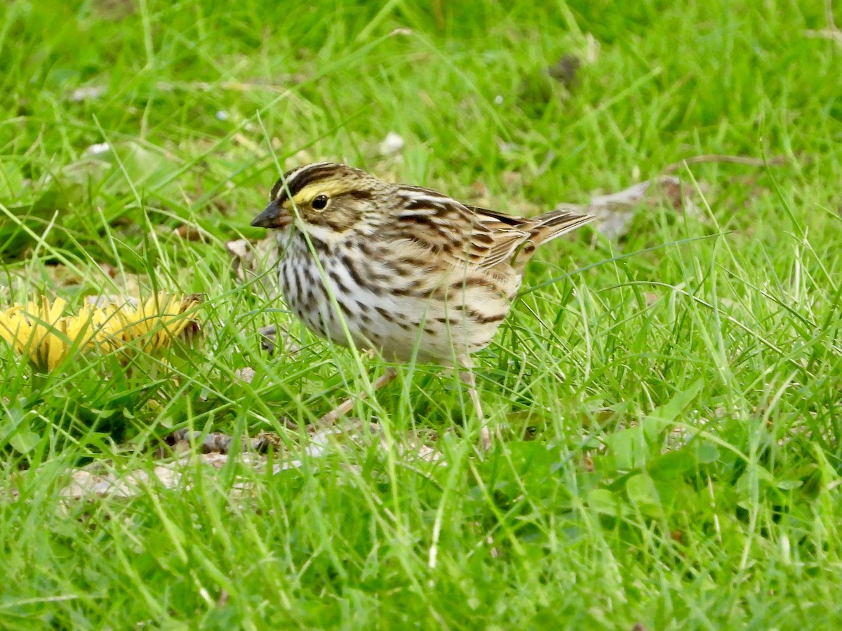 eBird Checklist - 3 May 2024 - Cold Spring Harbor Park - 6 species