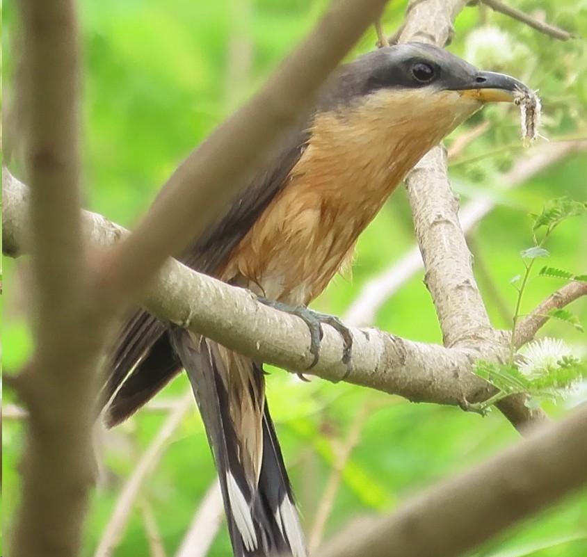 eBird Checklist - 3 May 2024 - South Padre Is.--Birding and Nature ...