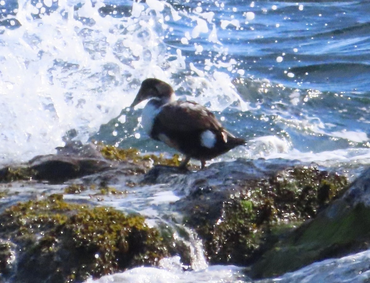 eBird Checklist - 3 May 2024 - Sachuest Point NWR - 19 species
