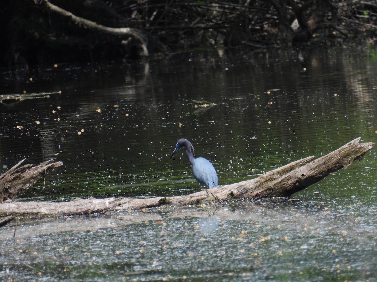 eBird Checklist - 3 May 2024 - Stumpy Lake Natural Area - 17 species