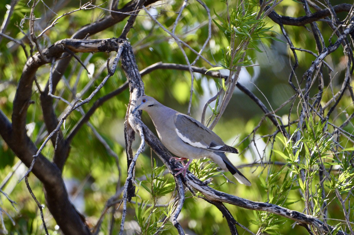 eBird Checklist - 3 May 2024 - My Backyard - 9 species