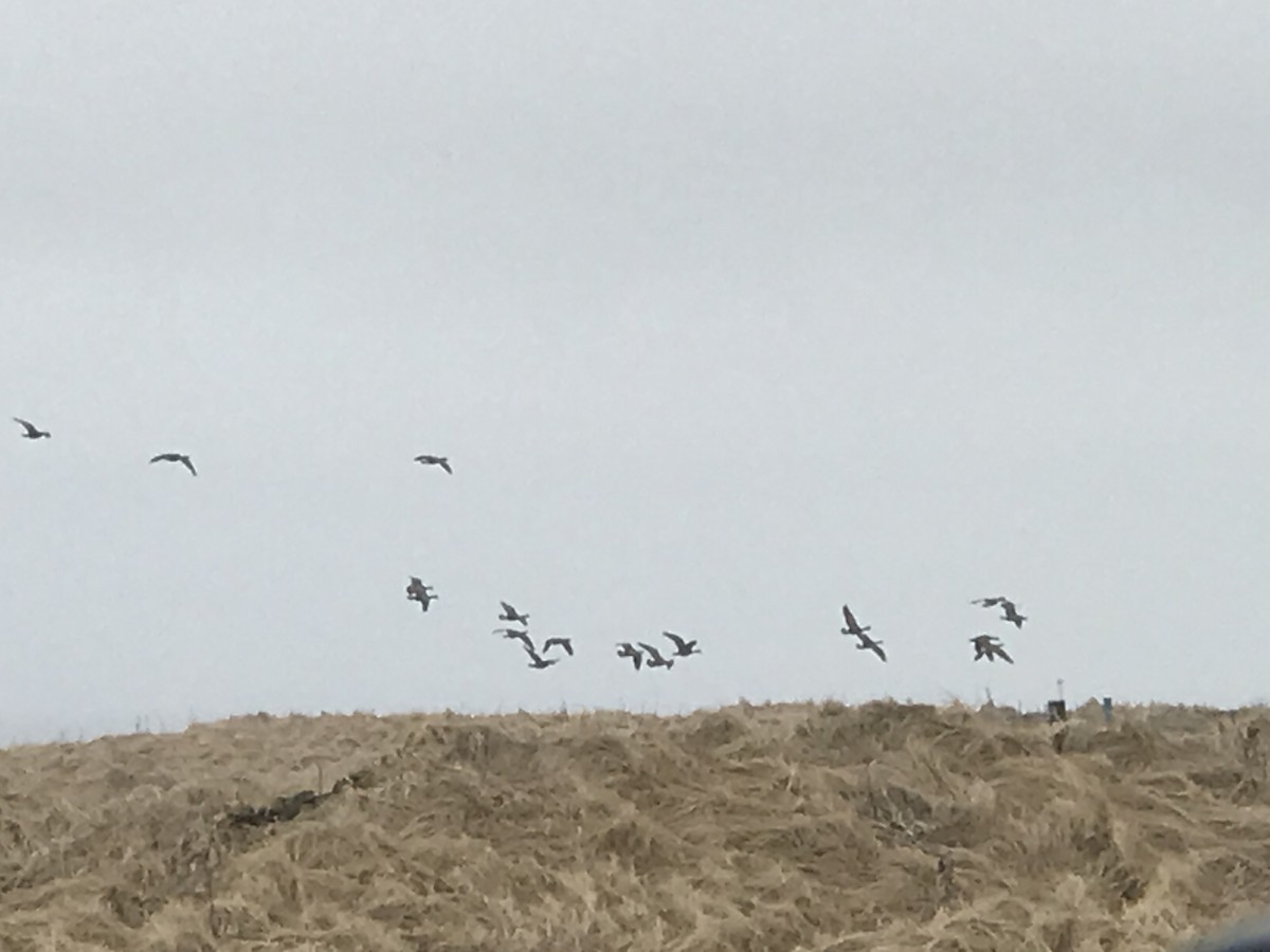 eBird Checklist - 3 May 2024 - Shemya Island--Eareckson AS (restricted ...