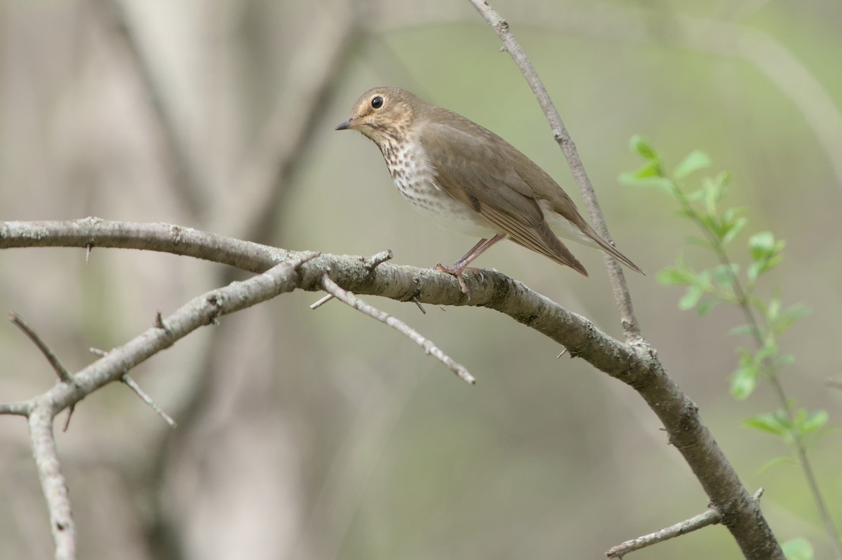 eBird Checklist - 3 May 2024 - Martin Area Park - 3 species