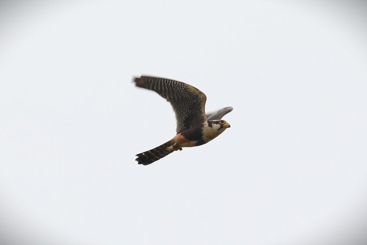 eBird Checklist - 3 May 2024 - Mustang Island SP—Aplomado Falcon Viewing Platform, TX361 - 1 species