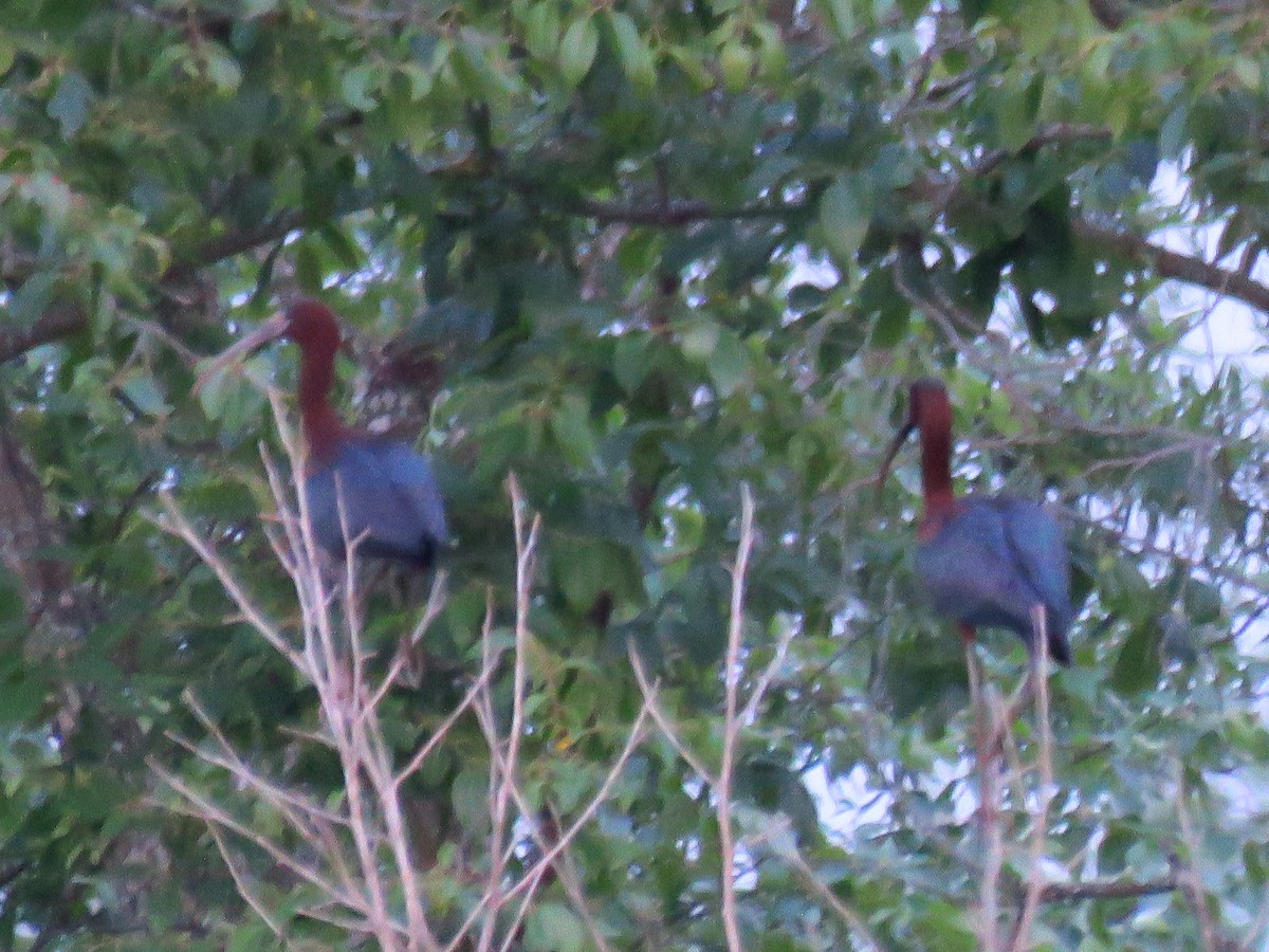 North Carolina Bird Atlas Checklist - 3 May 2024 - Crabtree Creek ...